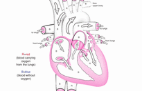 Understanding the Human Body - 5th Grade Worksheets | Education.com