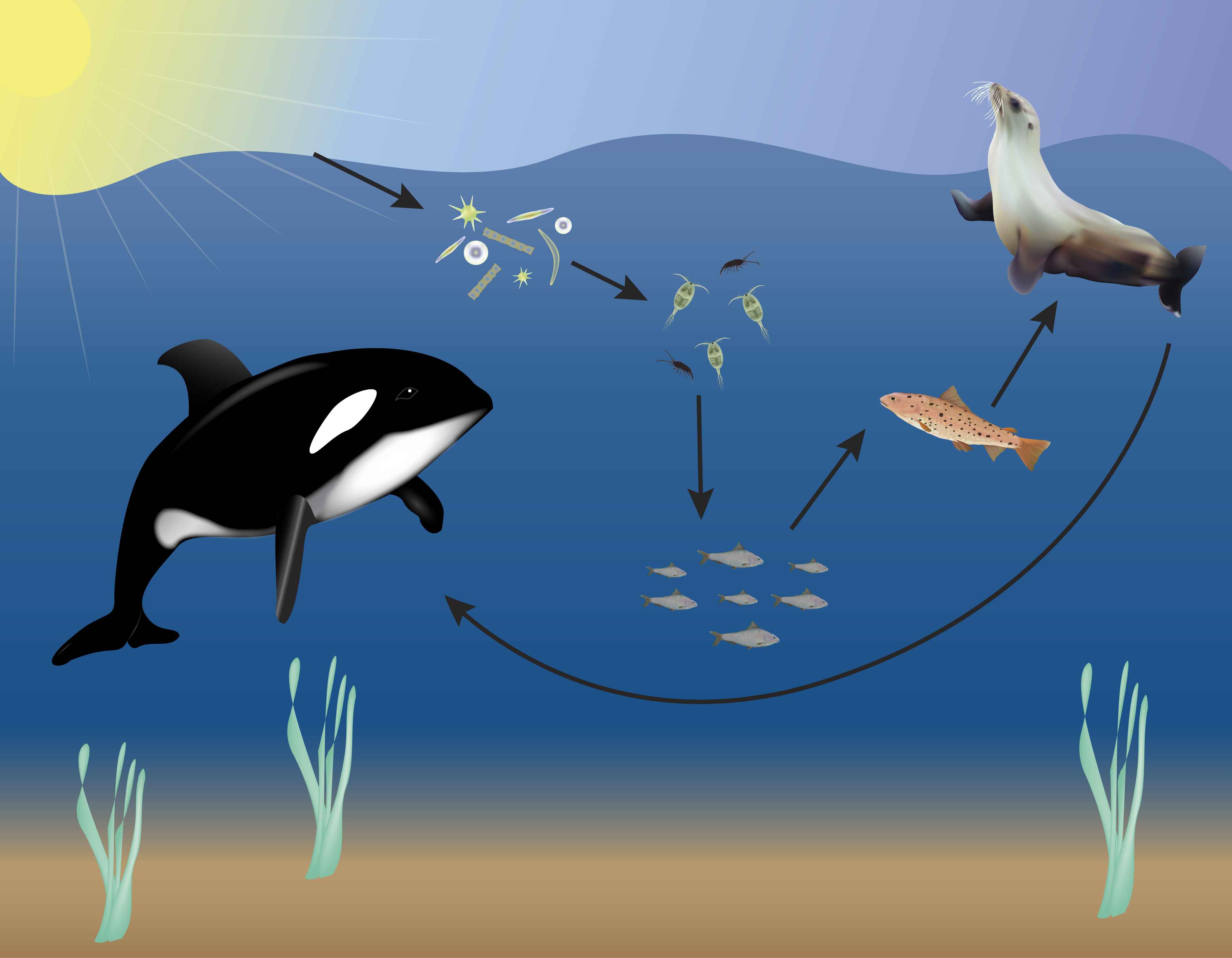 Ocean Food Web Science Project Education