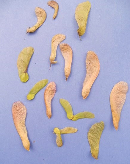 Helicopter Seeds | Activity | Education.com