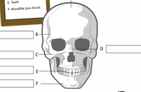 Abcs Helps Students Of Anatomy Recall